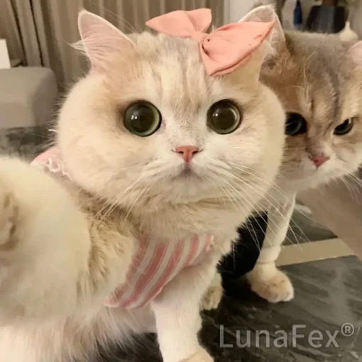 Official Store】LUNA the Robot Cat 😺& TOBY the Robot Dog🐶 – Perfect Pet ...